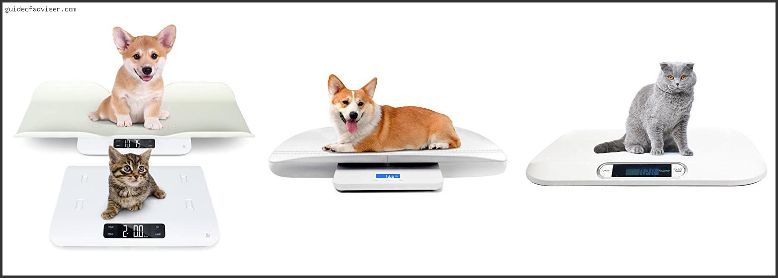 Top 10 Best Pet Scales Review & Buying Guide